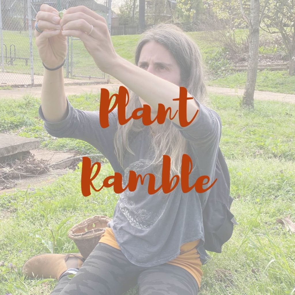 Summer Plant Ramble – Fleur + Forage